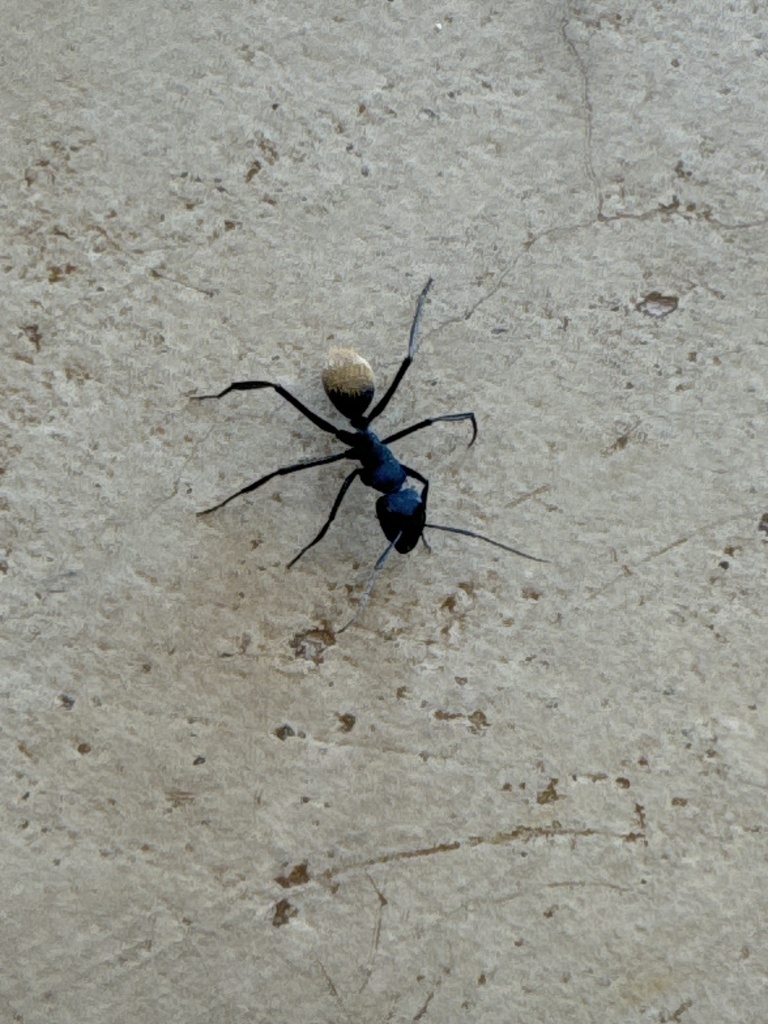 Karoo Balbyter Ant from Kunene, NA on November 17, 2024 at 09:48 AM by ...