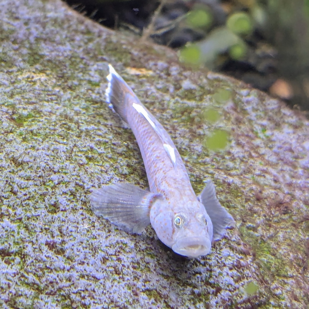 Red-spotted Goby in November 2024 by blackandwhite · iNaturalist
