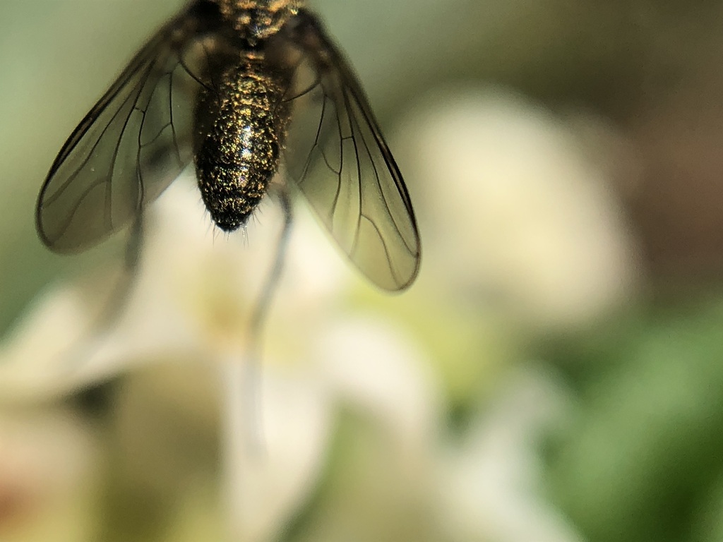 Bee Flies in November 2024 by craigwelden · iNaturalist Australia