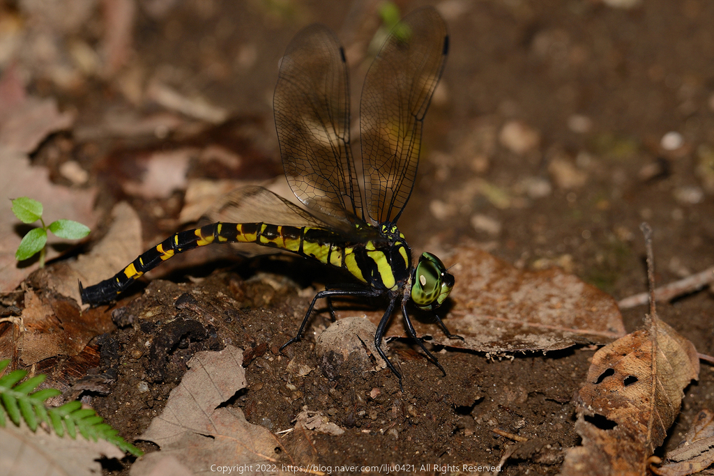 Indaeschna melanictera from 대한민국 경기도 용인시 기흥구 on July 30, 2022 at 12:36 ...