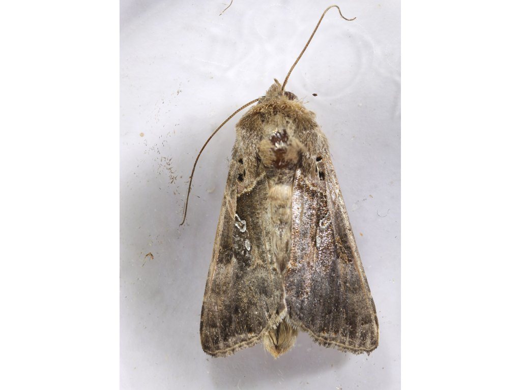 Argyrogramma signata (Fabricius, 1794)
