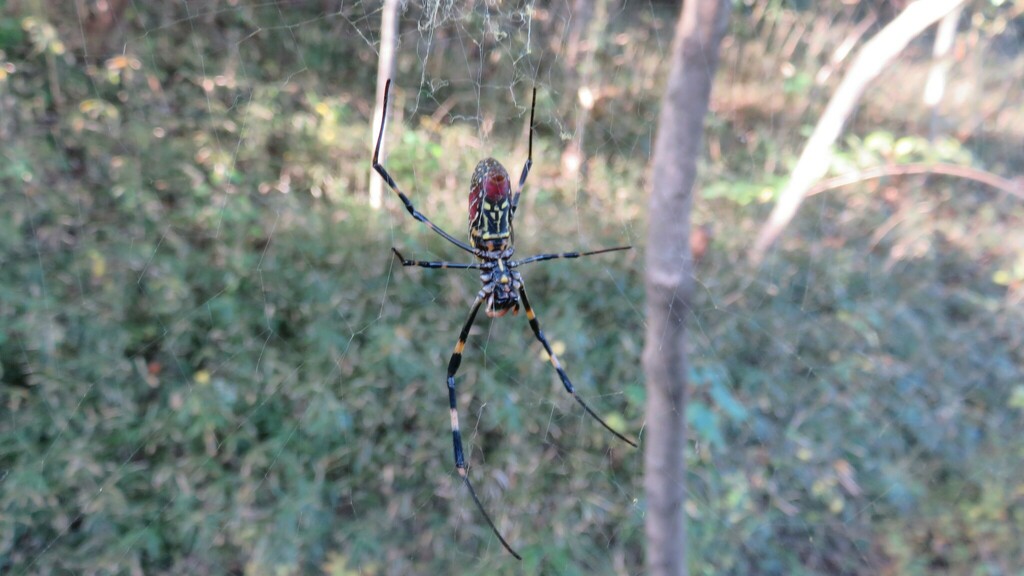 Joro Spider from Maioka Park, Totsuka Ward, Yokohama, Kanagawa, Japan ...