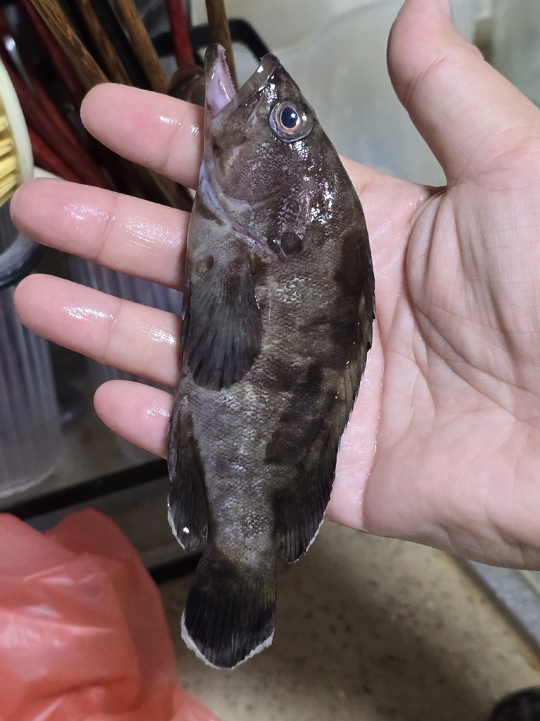 Chocolate Grouper from Sanya, CN-HA, CN on November 17, 2024 at 12:49 ...