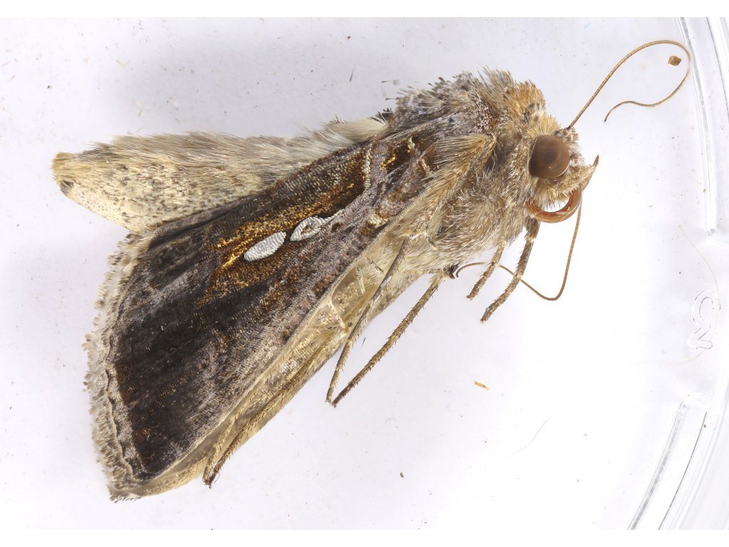 Argyrogramma signata (Fabricius, 1794)