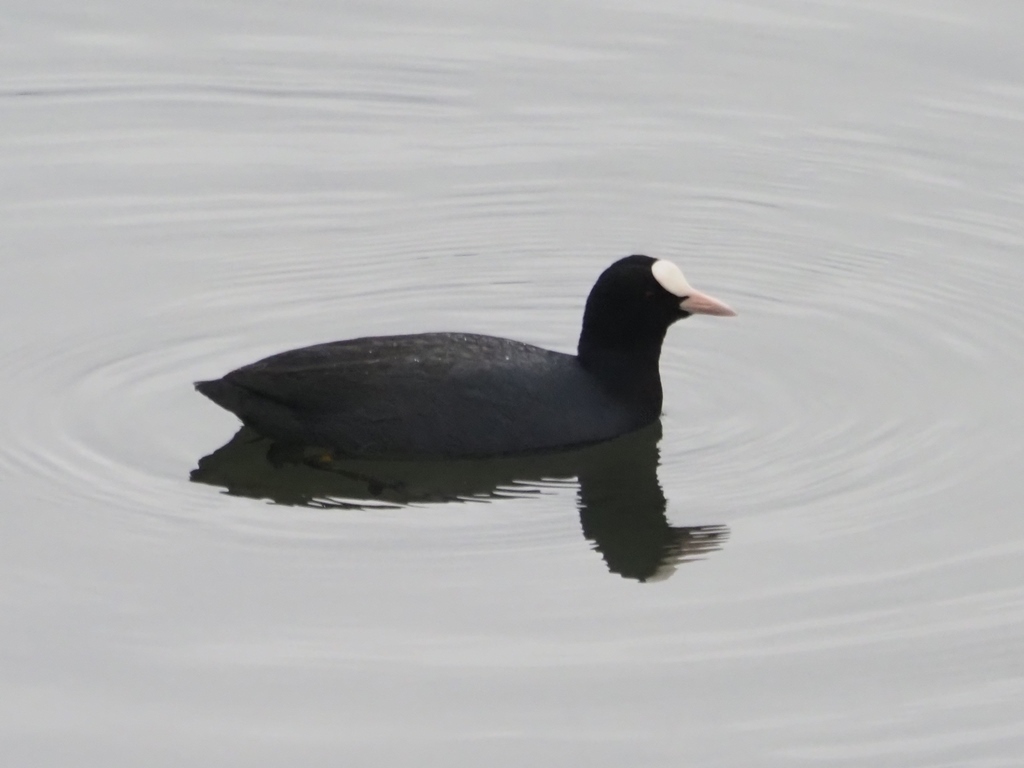 Eurasian coot from 日本、〒205-0012 東京都羽村市羽 on November 16, 2024 at 10:11 ...