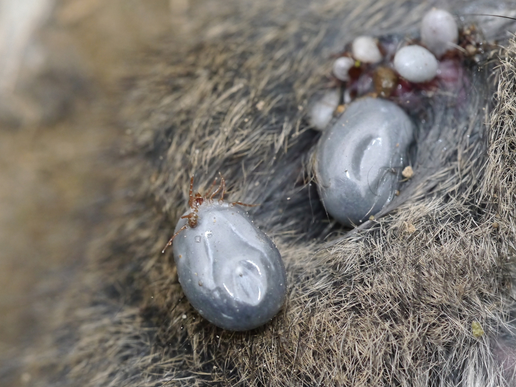 Ixodes angustus from Anchorage, AK 99505, USA on July 14, 2019 at 02:31 ...