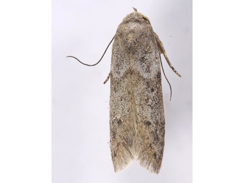 Blastobasis scotia · NaturaLista Colombia