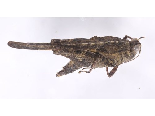 Paratettix femoralis · iNaturalist