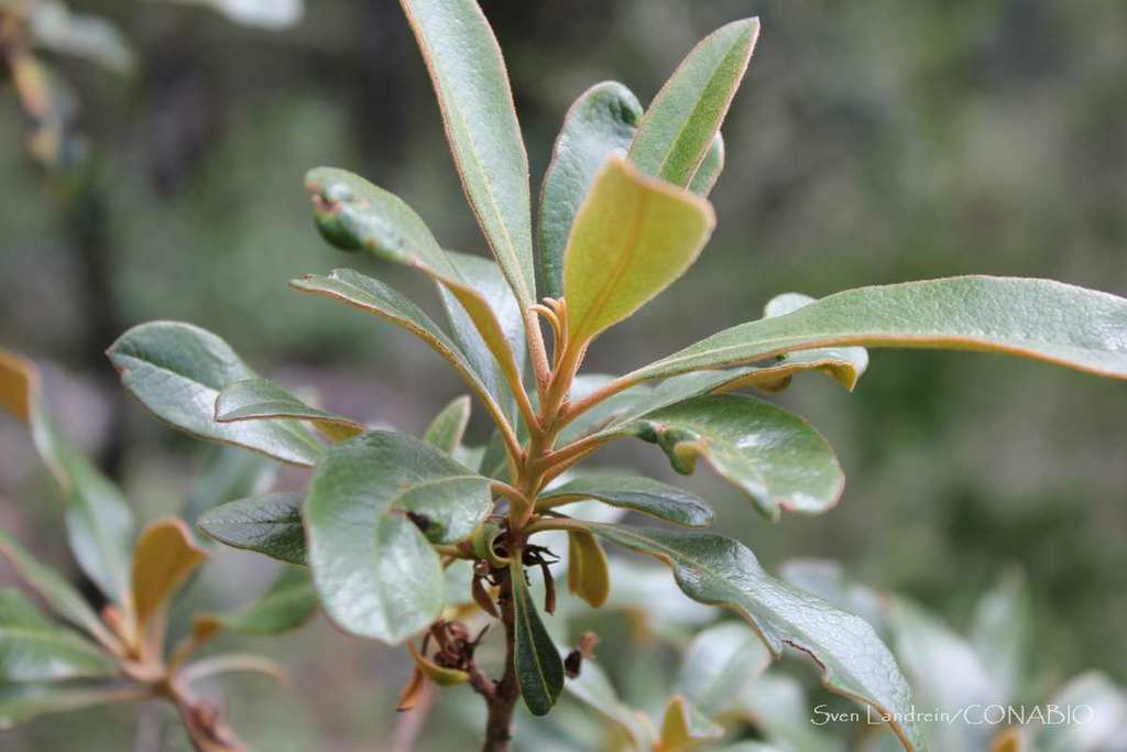 dwarf madrone (Comarostaphylis arbutoides) - Botanical Realm