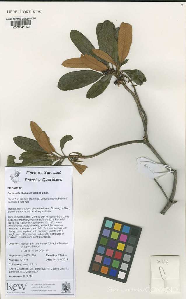 dwarf madrone (Comarostaphylis arbutoides) - Botanical Realm
