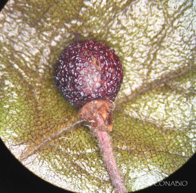 dwarf madrone (Comarostaphylis arbutoides) - Botanical Realm