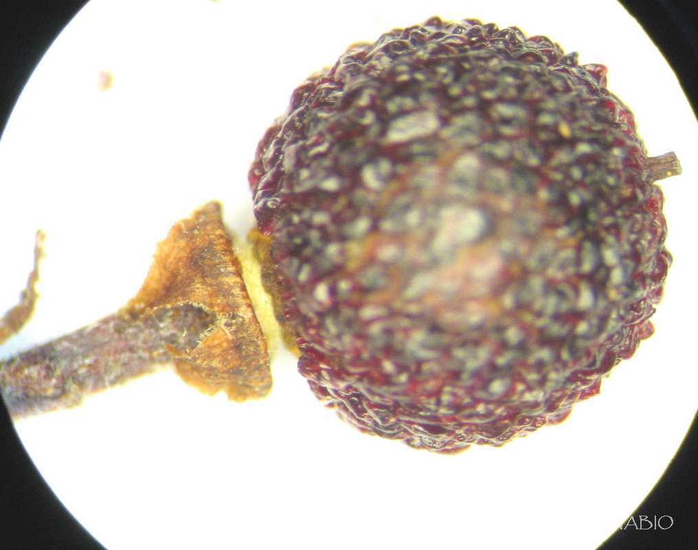 dwarf madrone (Comarostaphylis arbutoides) - Botanical Realm