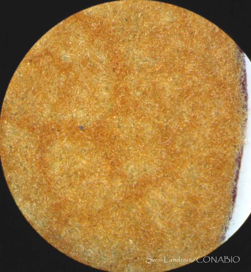 dwarf madrone (Comarostaphylis arbutoides) - Botanical Realm