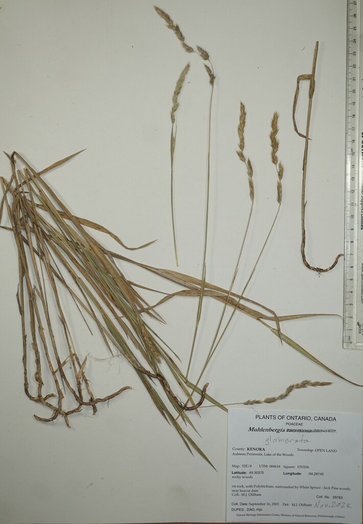 Marsh Muhly from Canada, Ontario, KENORA County, Aulneau Peninsula ...