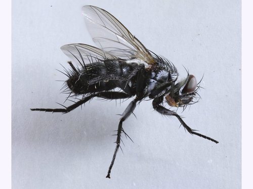 Hyleorus furcatus · iNaturalist