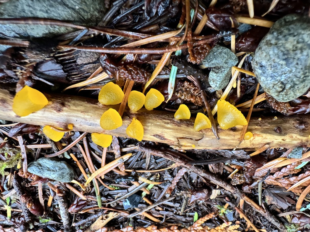 alpine jelly cone from Sooke, BC, Canada on November 16, 2024 at 11:28 ...