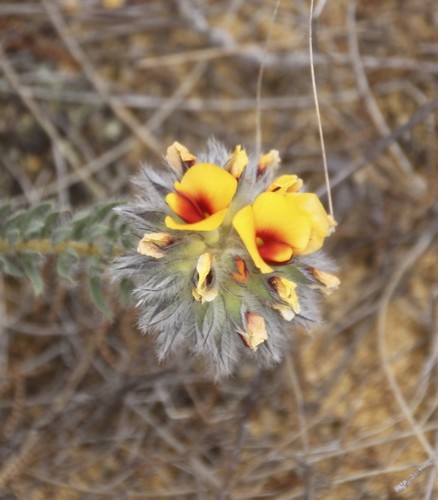 Urodon dasyphyllus · iNaturalist