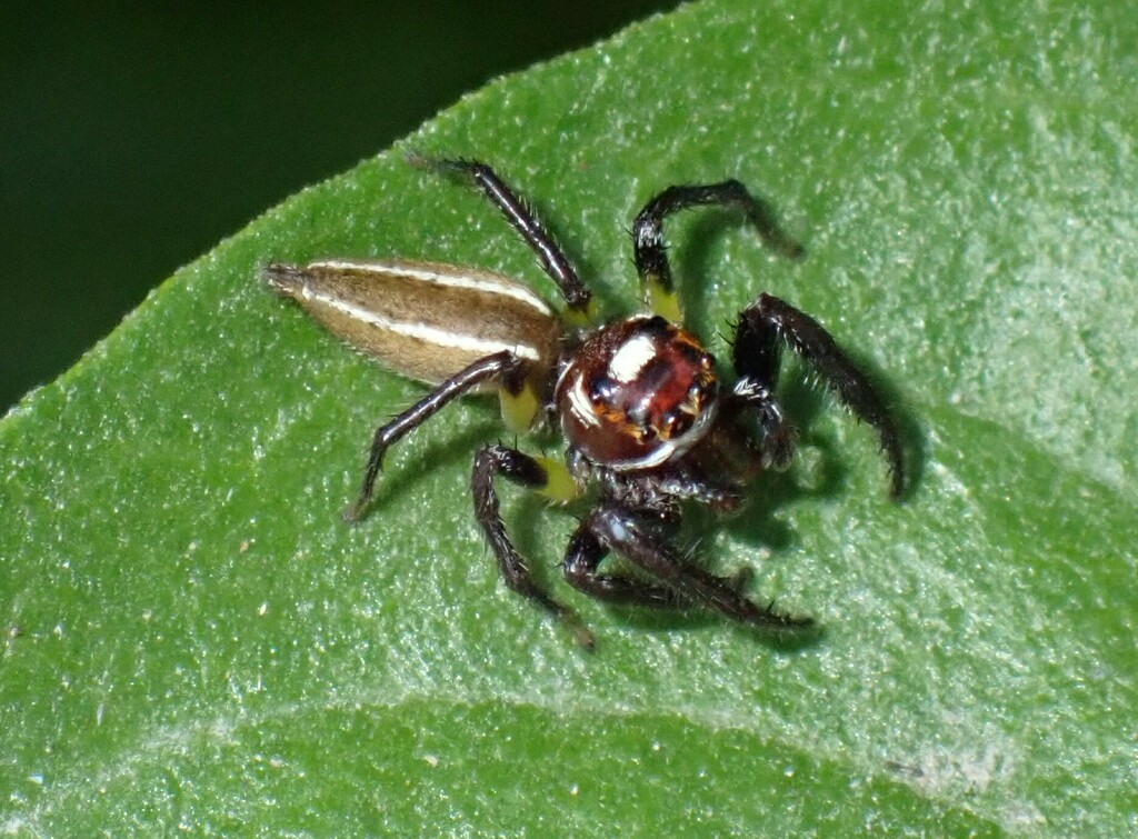 Sylvan Jumping Spider from Mission, TX, USA on November 13, 2024 at 10: ...