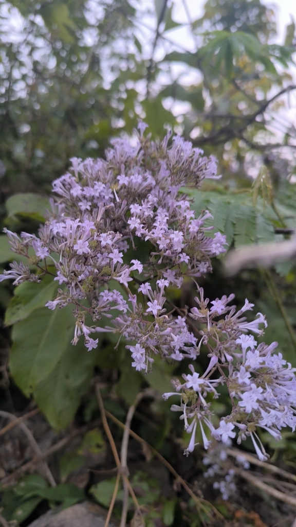 dicots from F6MQ+52, Ipa Panchakanya 44100, Nepal on November 17, 2024 ...