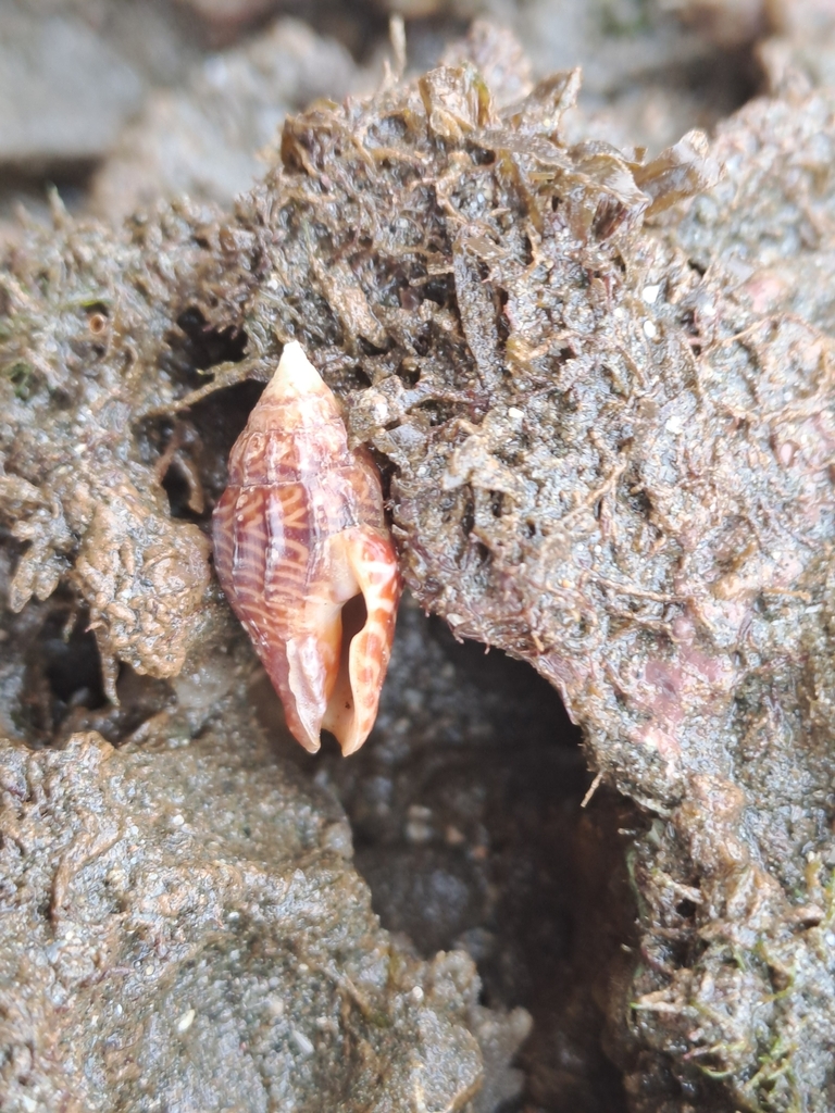 Anachis fluctuata from Montijo, PA-VR, PA on November 17, 2024 at 10:31 ...