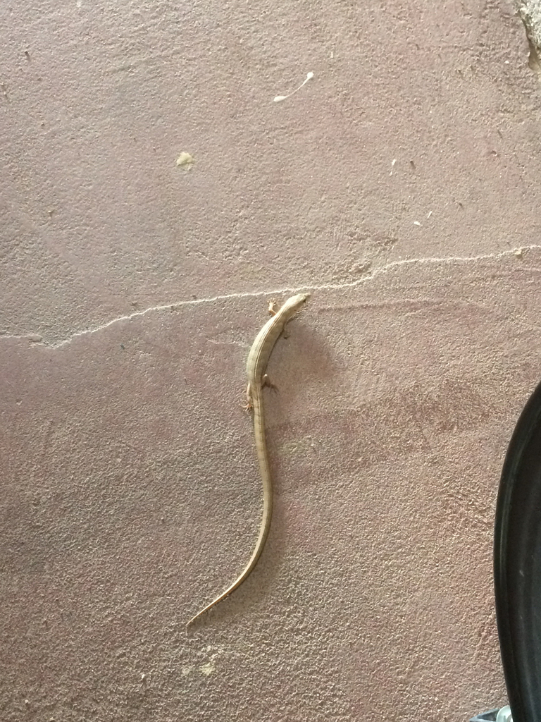 Arizona Alligator Lizard from 85640, Tumacacori, AZ, US on August 10 ...