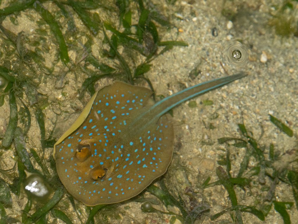 Bluespotted Fantail Ray in November 2024 by Ivan Neo · iNaturalist