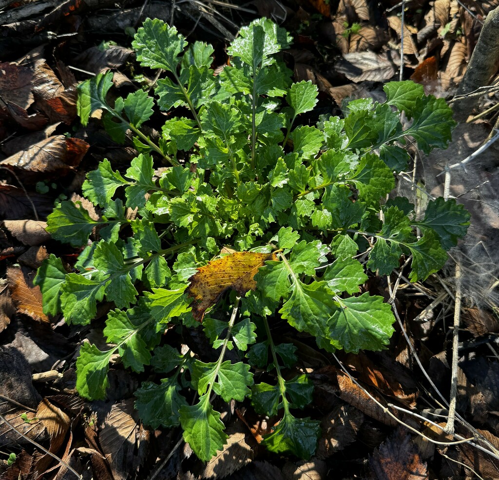 Butterweed from Wheeler NWR, Point Mallard Pkwy, Decatur, Morgan Co ...