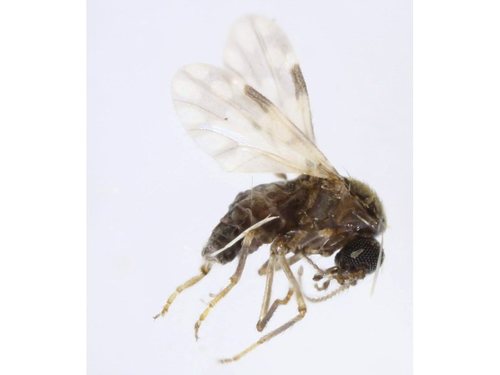 Culicoides molestus · iNaturalist