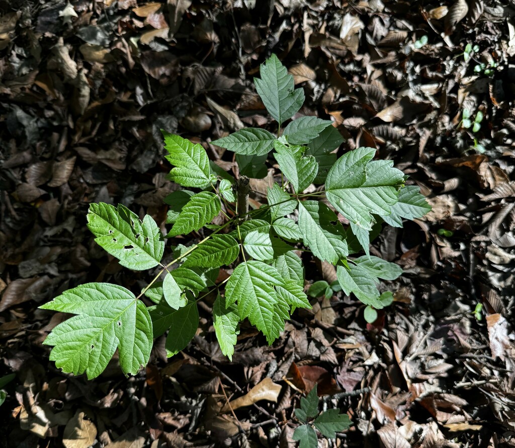 box elder from Wheeler NWR visitor center, Decatur, Morgan Co., AL, USA ...