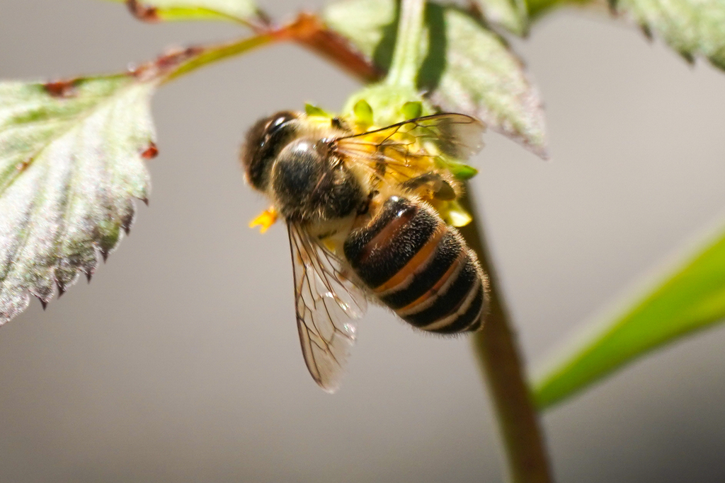 Japanese Honey Bee from 大栗川 on November 17, 2024 at 11:50 AM by ...