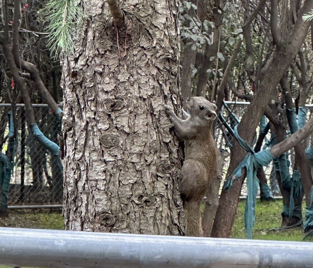 Beautiful Squirrels from Distretto di Xuanwu, Nanchino, Jiangsu, Cina ...