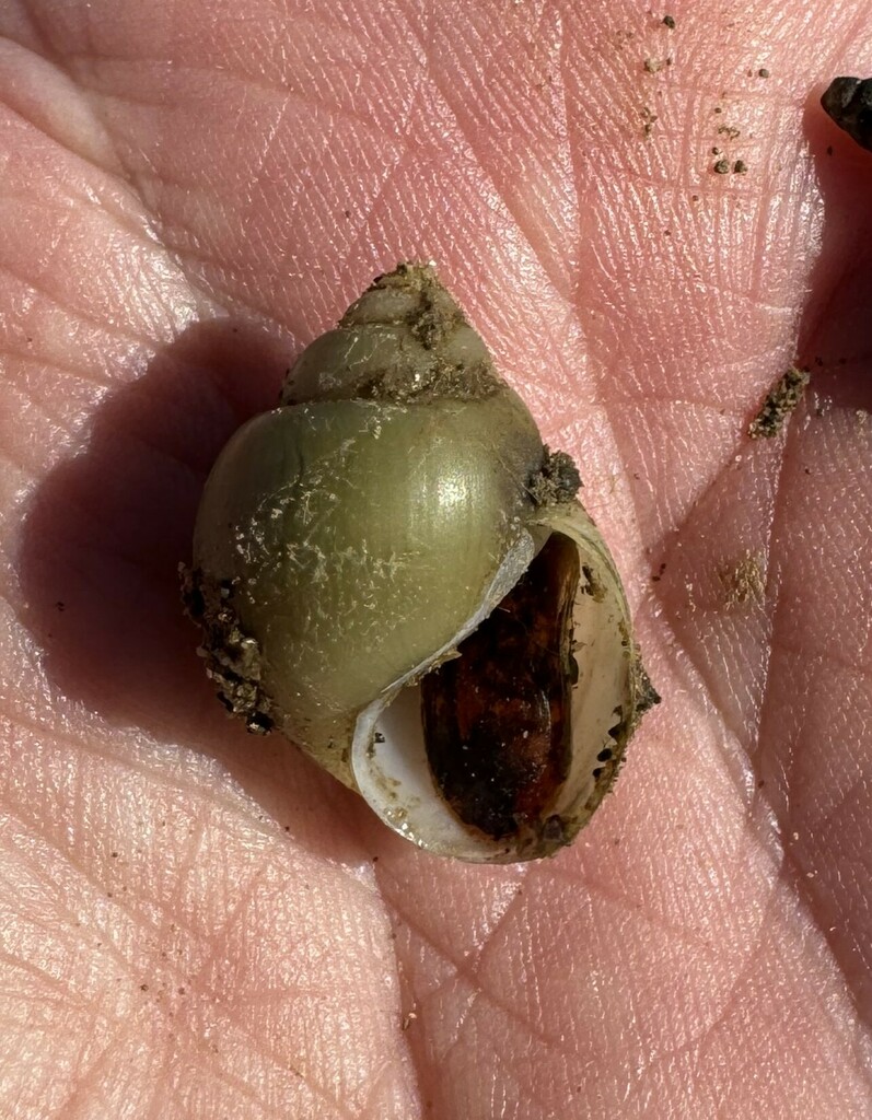 Pointed Campeloma from Tennessee River, Decatur Harbor, Limestone ...