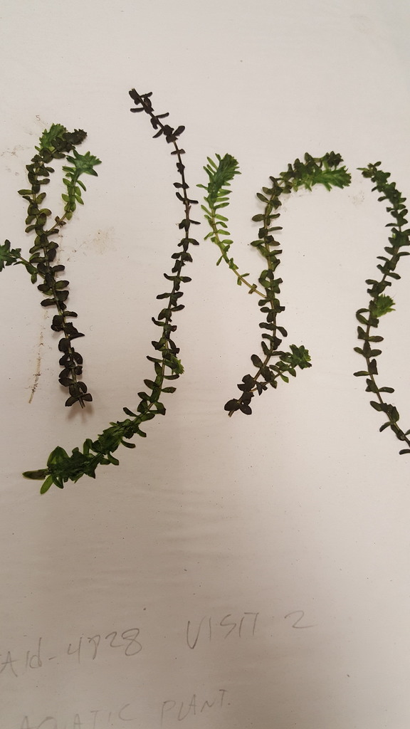 common waterweed (ADIRONDACK RESEARCH GUIDEBOOK) · iNaturalist
