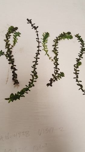 common waterweed (ADIRONDACK RESEARCH GUIDEBOOK) · iNaturalist