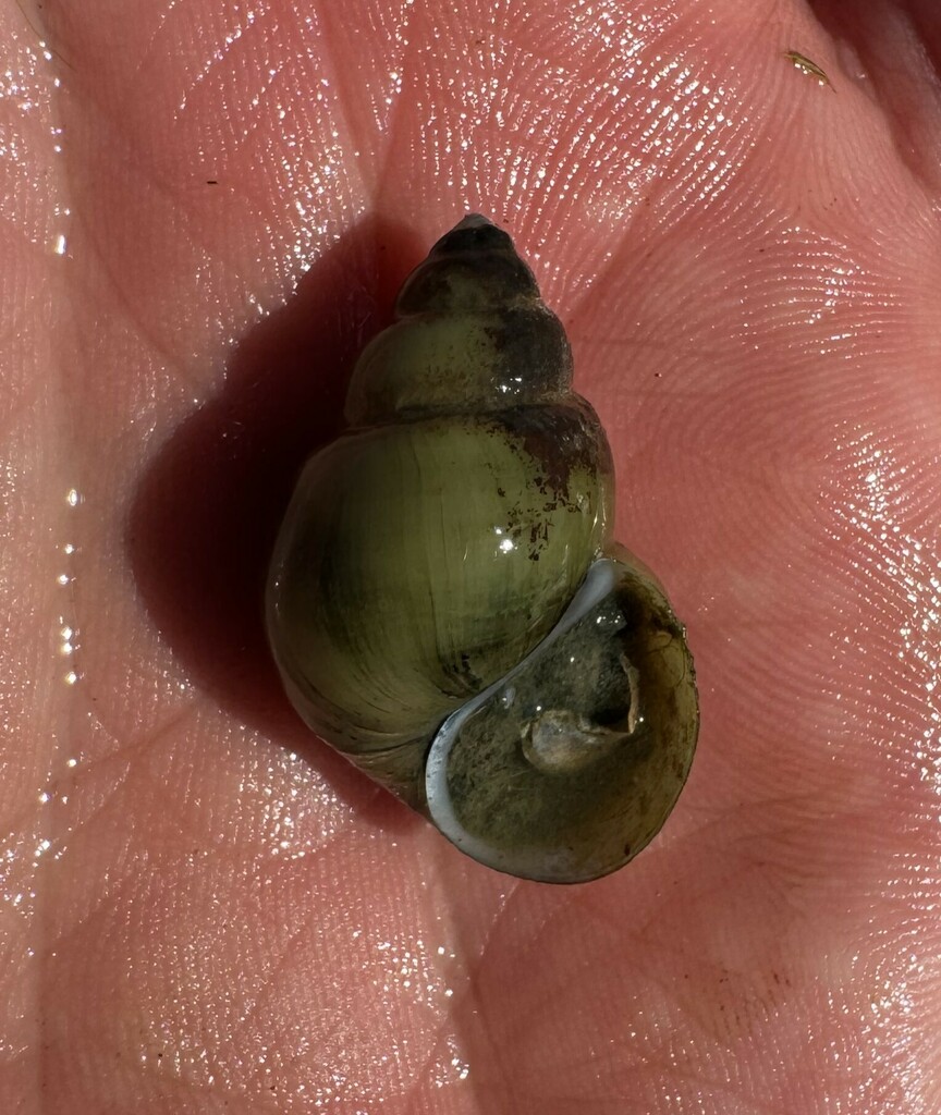 Pointed Campeloma from Tennessee River, Decatur Harbor, Limestone ...