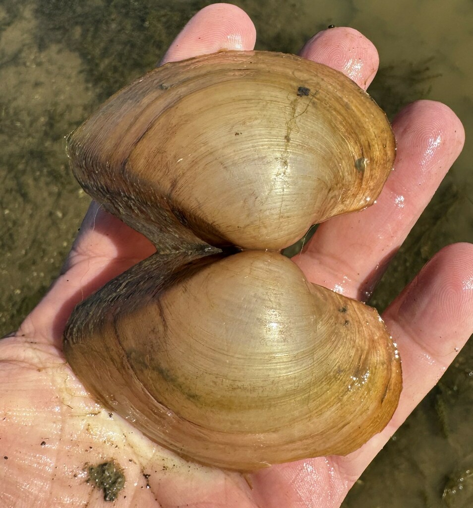 Giant Floater from Tennessee River, Decatur Harbor, Limestone County ...