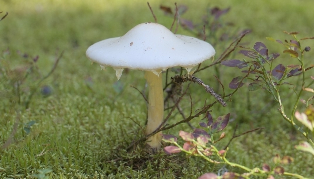 European Destroying Angel from Luukki on August 24, 2024 by ortolana ...