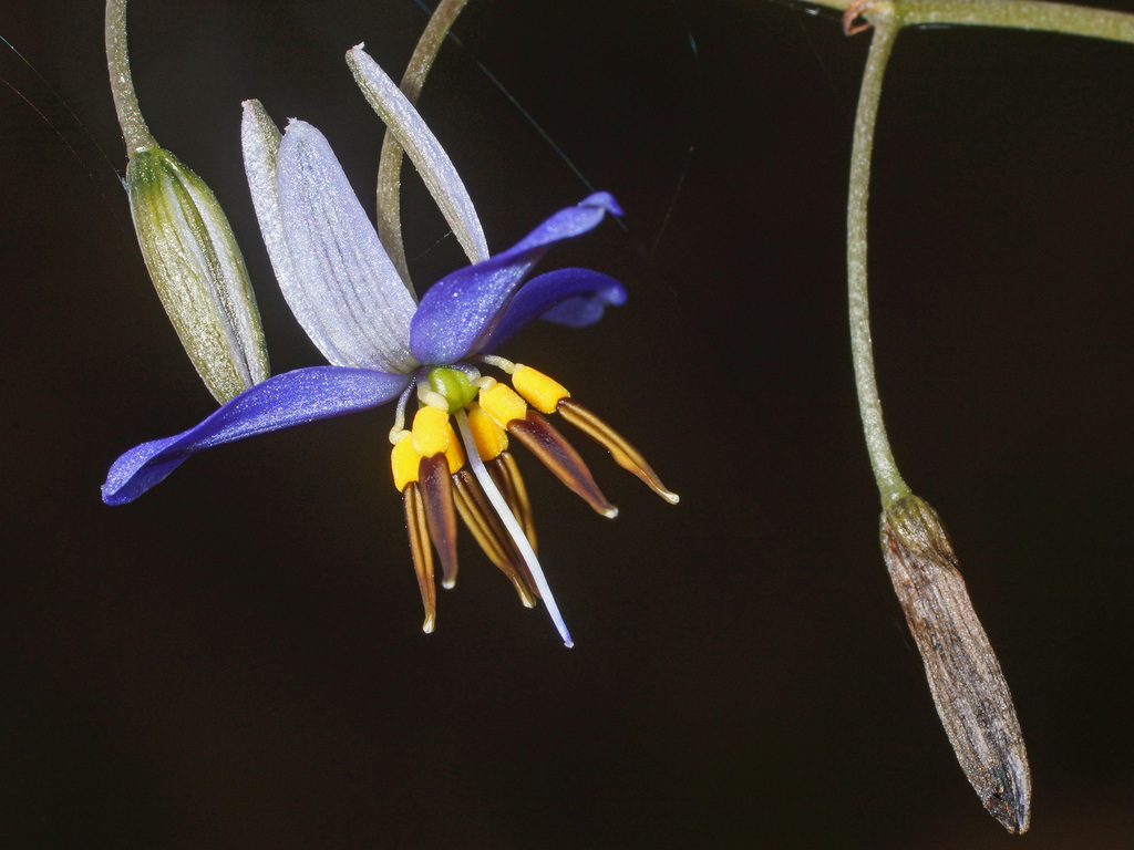 Blueberry Lily from Kiata VIC 3418, Australien on October 06, 2014 at ...