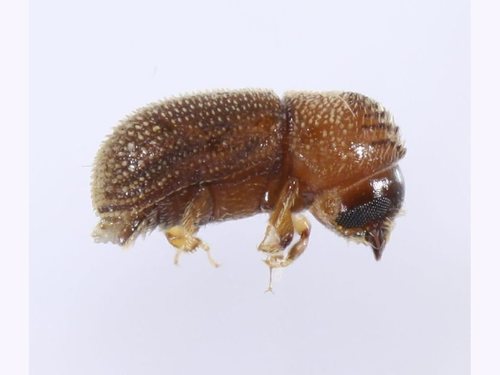 Escarabjo de la corteza (Hypothenemus areccae)