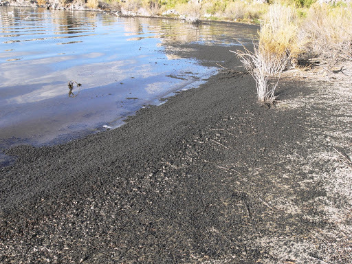 Shore Flies (Mono Lake FOSS) · iNaturalist