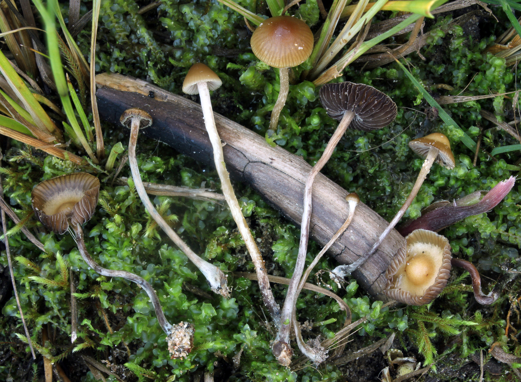 Psilocybe Mushrooms in September 2019 by Ed Barge. Among woody debris ...