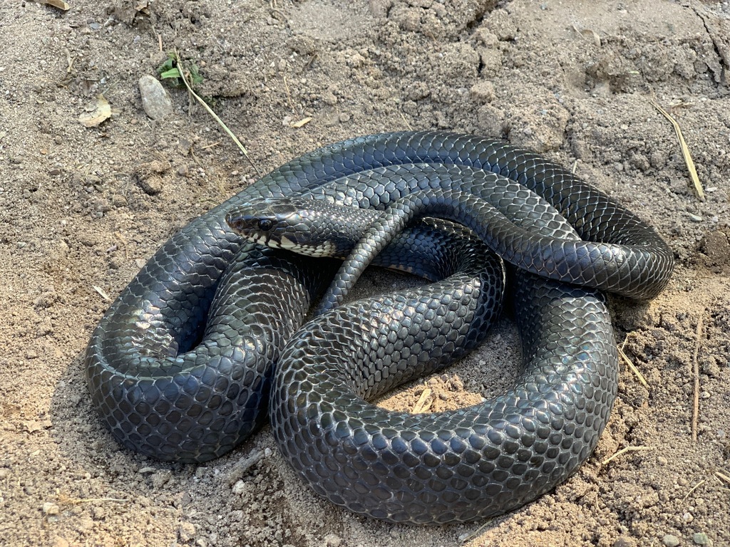 Central American Indigo Snake from Alamos, Son., México on November 15 ...
