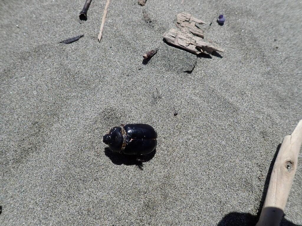 Large Sand Scarab from Foxton Beach, New Zealand on November 17, 2024 ...