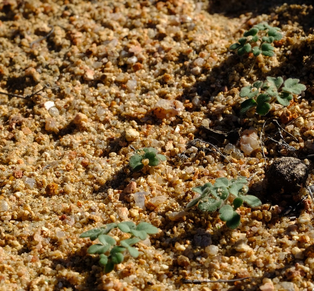 tuber storksbills in July 2019 by Nick Helme. undescribed sp; known ...