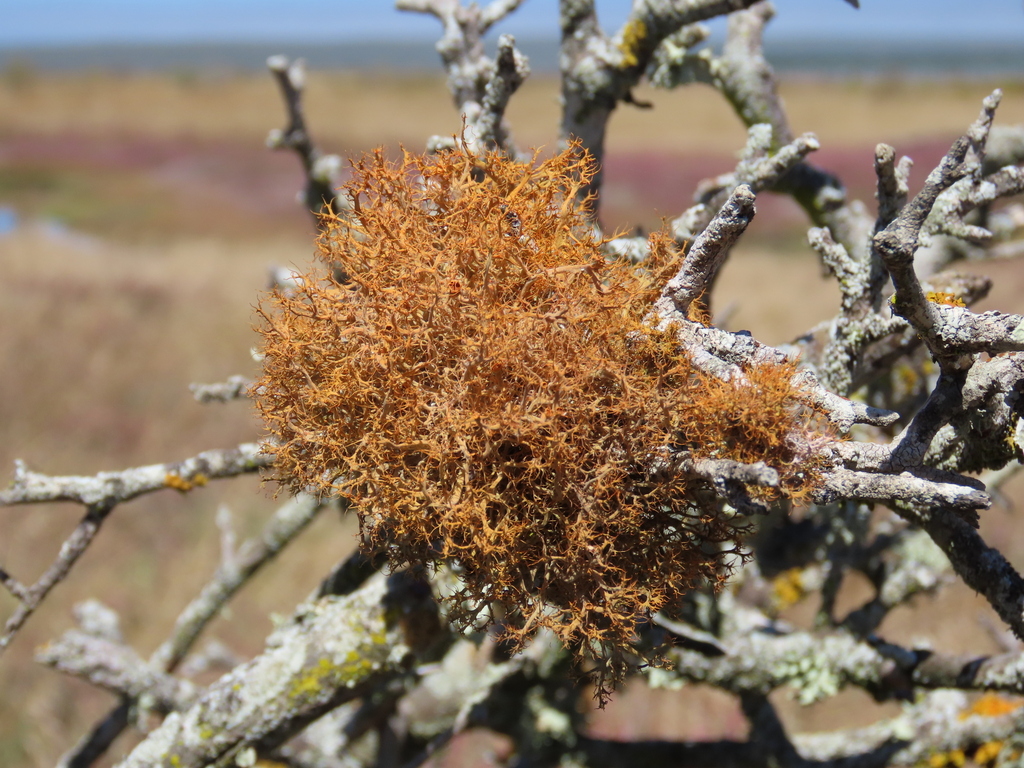 Hair Lichens from West Coast District Municipality, South Africa on ...