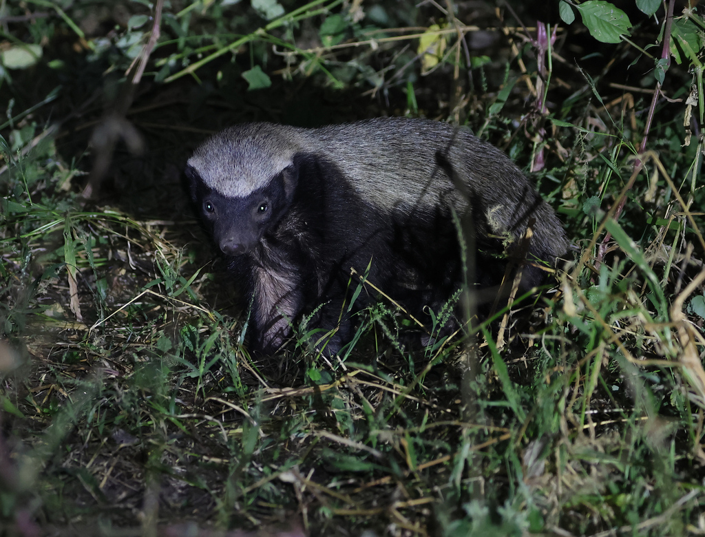 Arabian Ratel from Dhofar, Oman on October 29, 2023 at 06:46 PM by ...
