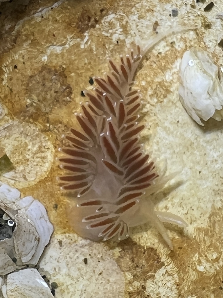 Red-fingered Coryphella from Fauntleroy Way SW, Seattle, WA, US on ...