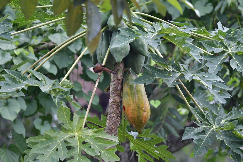 Papaya from 30870 Chis., México on November 17, 2024 at 10:15 AM by ...