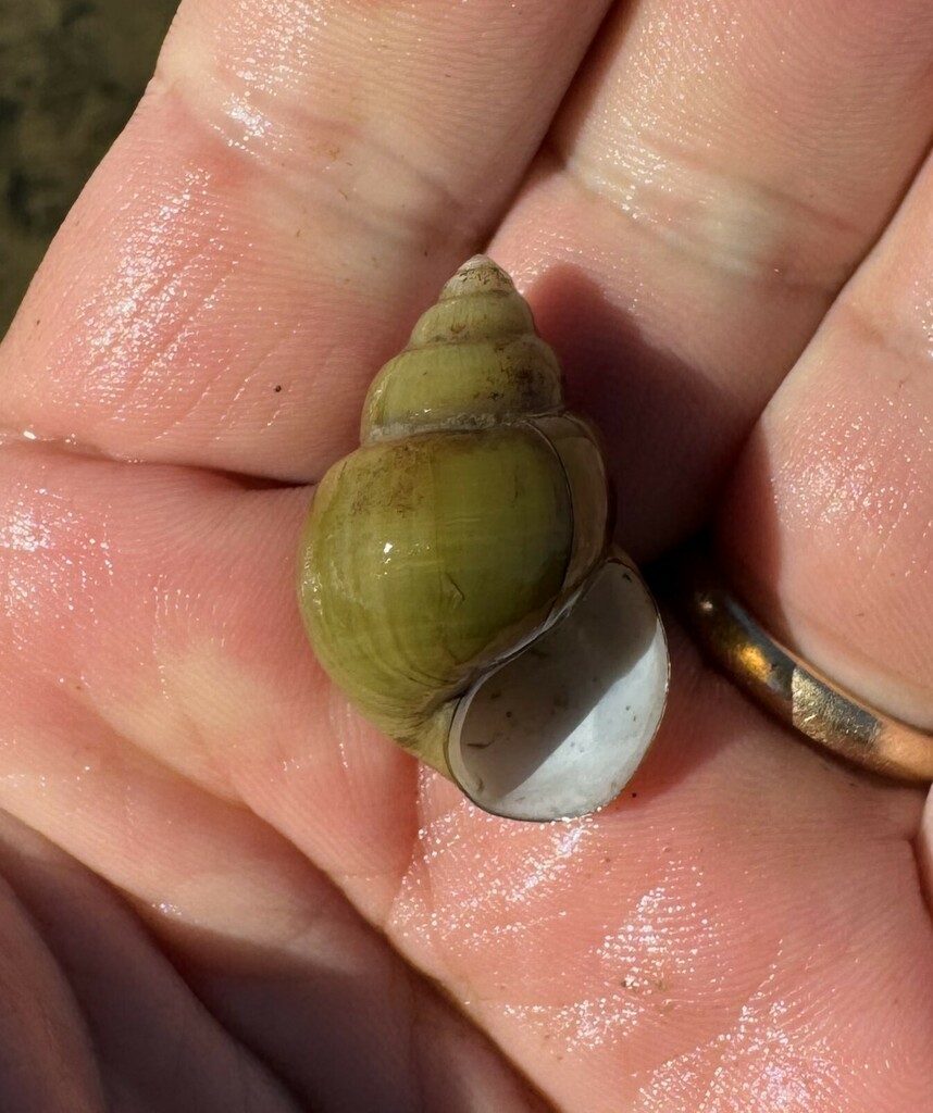 Pointed Campeloma from Tennessee River, Decatur Harbor, Limestone ...