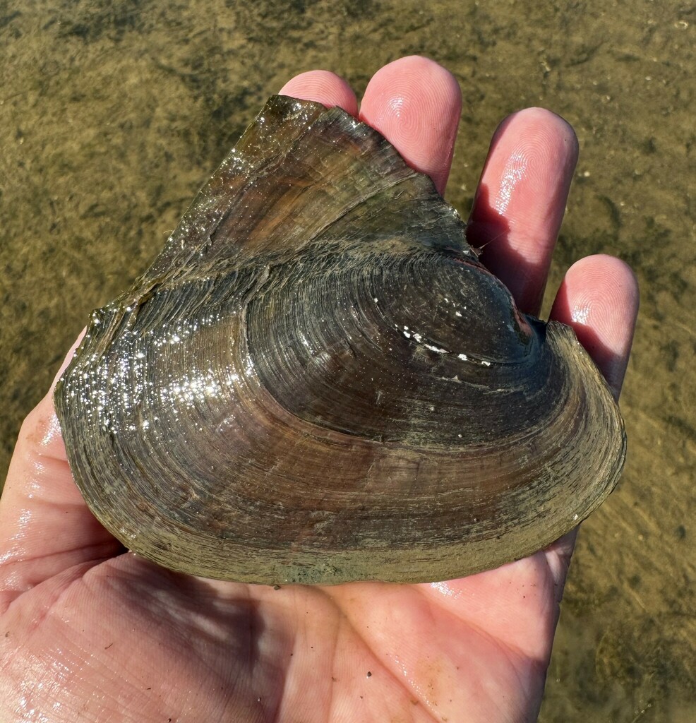 Pink Heelsplitter from Tennessee River, Decatur Harbor, Limestone ...